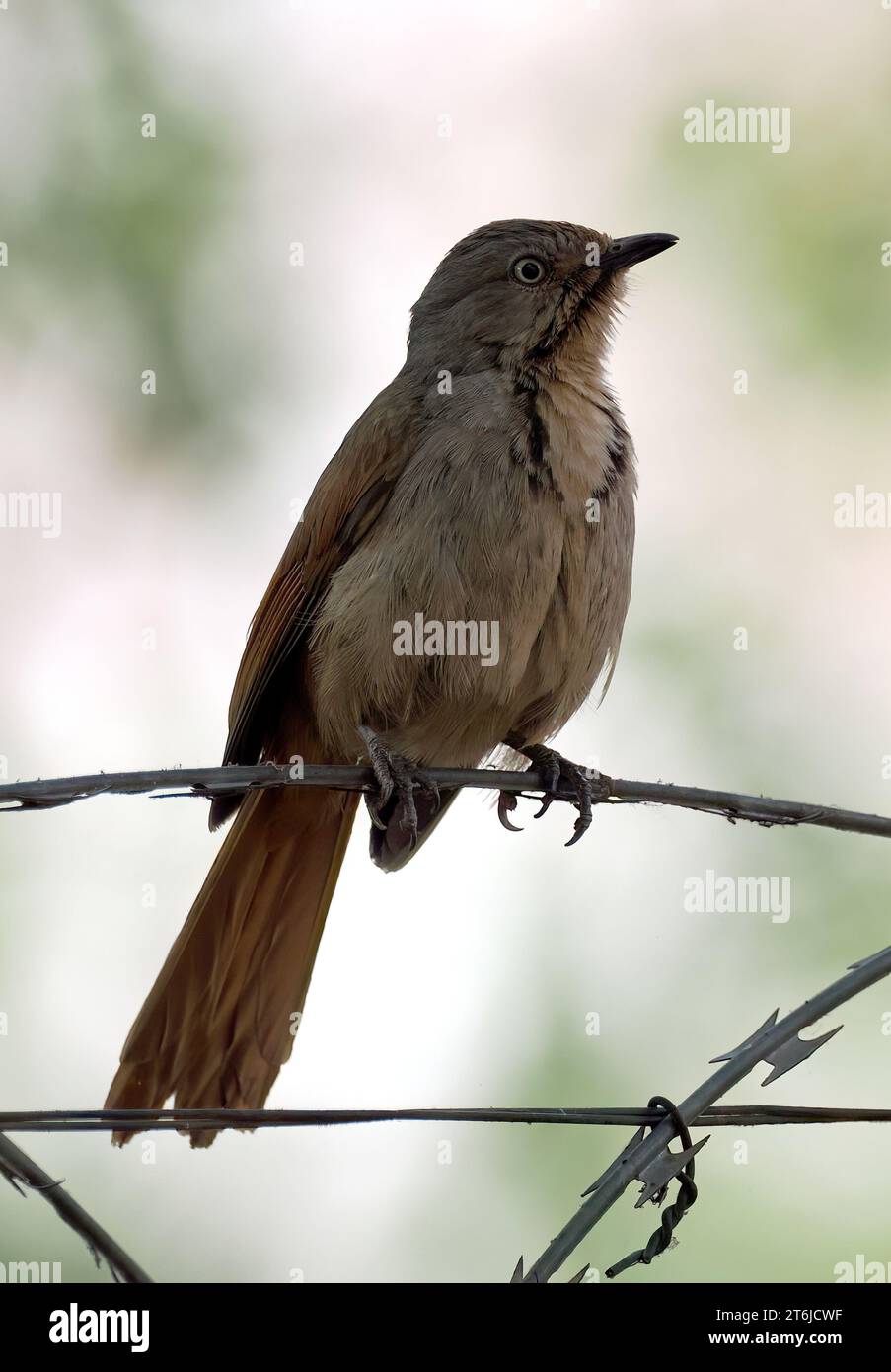 Collared palm thrush, Cichladusa arquata, Morgan-pálmarigó, Victoria ...