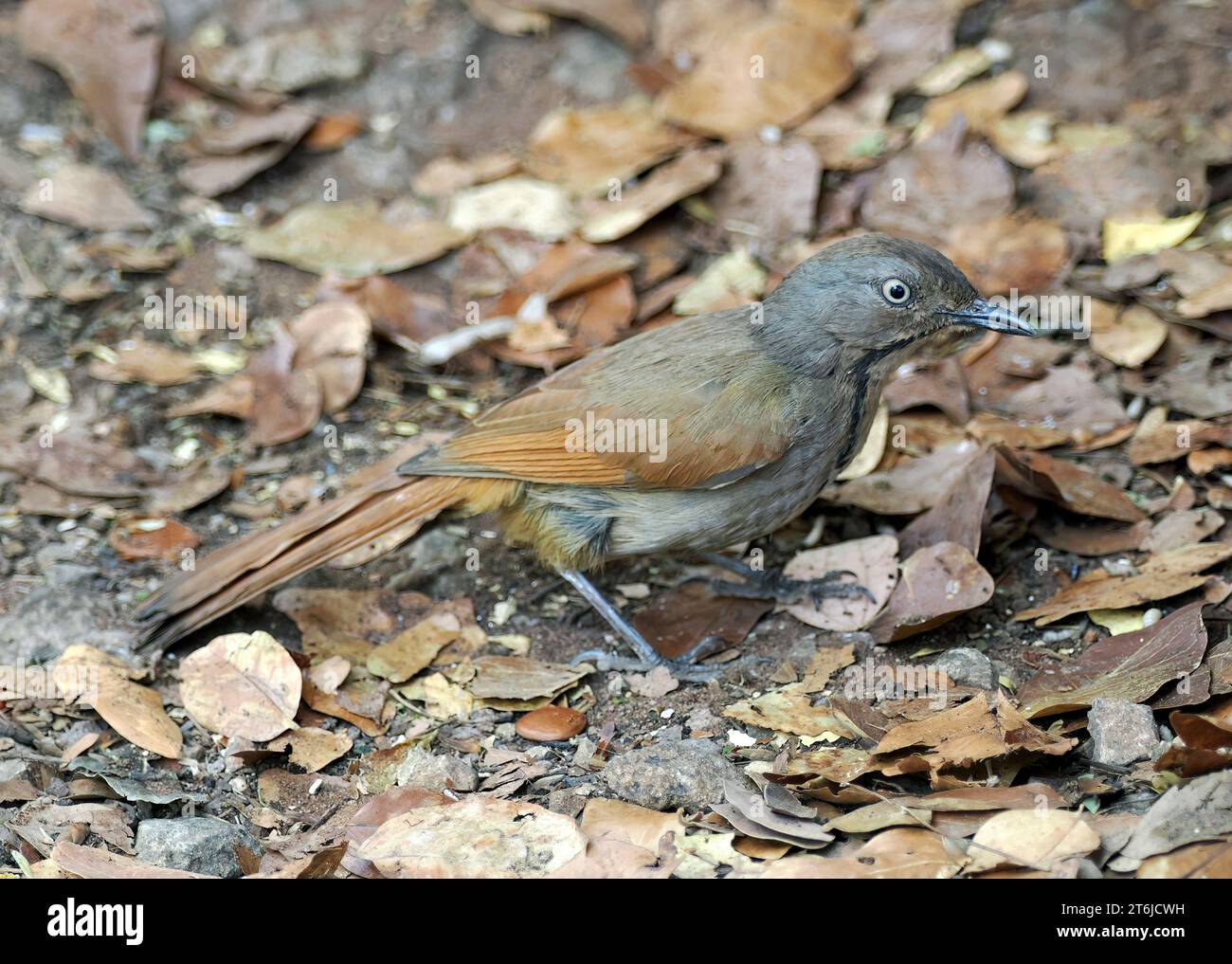 Collared palm thrush, Cichladusa arquata, Morgan-pálmarigó, Victoria ...