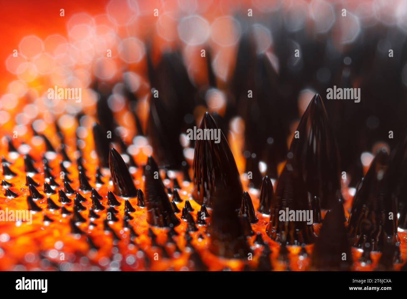 Ferrofluid black spikes. Reaction to a magnetic field. Magnetic liquid ...