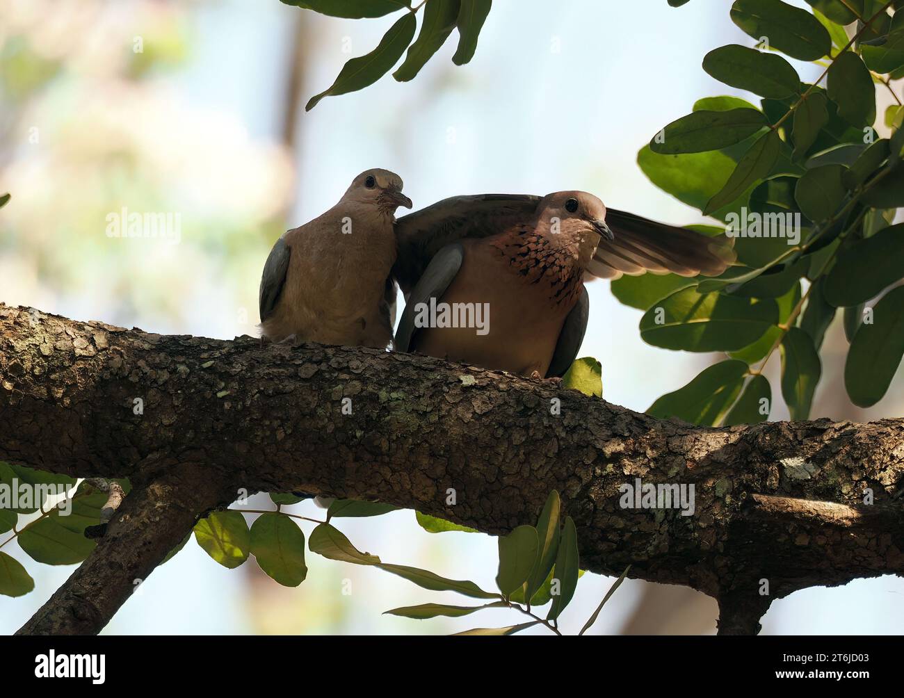 Laughing dove, palm dove, Senegal dove, Palmtaube, Tourterelle maillée ...