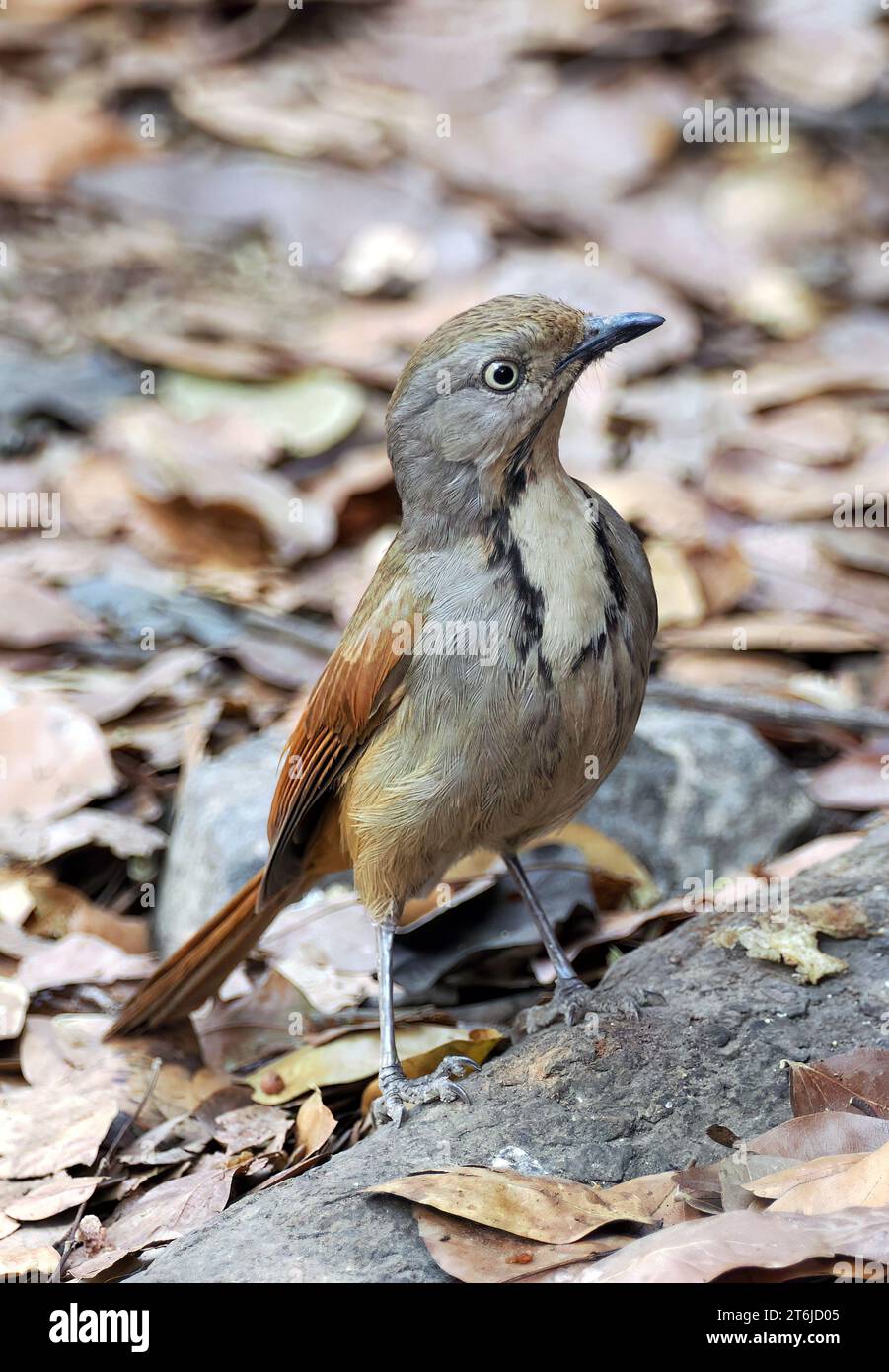 Collared palm thrush, Cichladusa arquata, Morgan-pálmarigó, Victoria ...