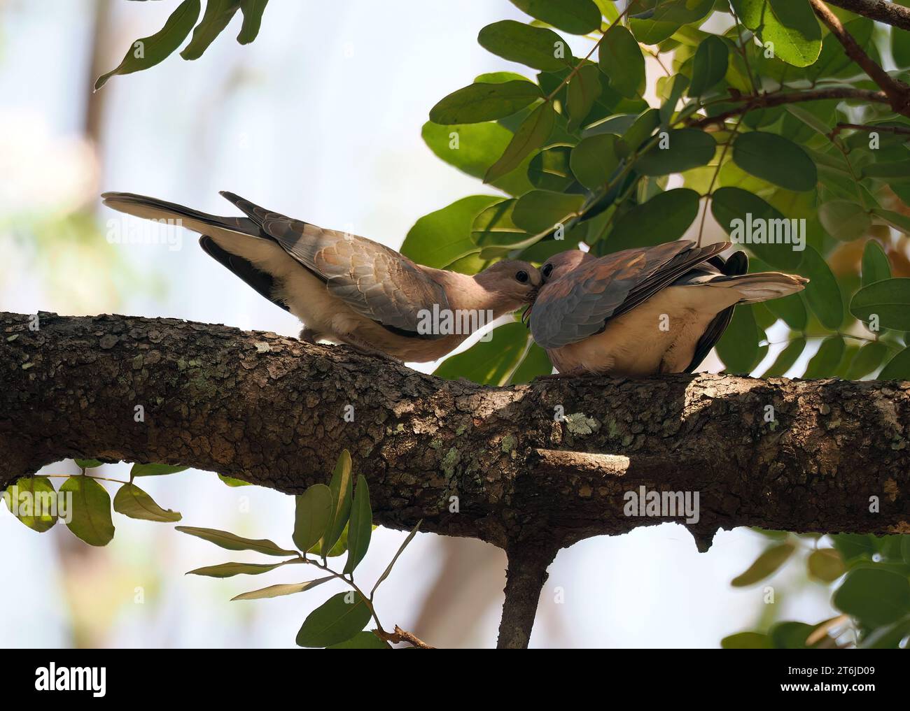 Laughing dove, palm dove, Senegal dove, Palmtaube, Tourterelle maillée ...