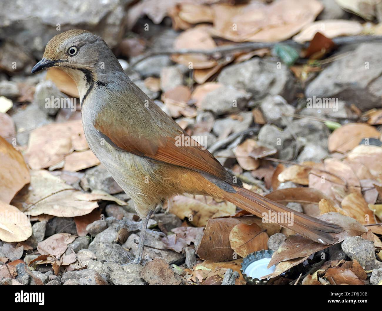 Collared palm thrush, Cichladusa arquata, Morgan-pálmarigó, Victoria ...