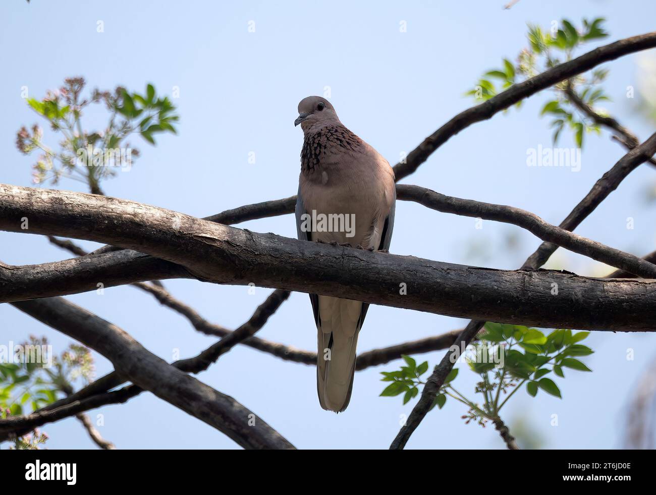 Laughing dove, palm dove, Senegal dove, Palmtaube, Tourterelle maillée ...