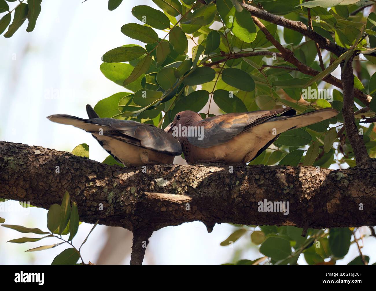Laughing dove, palm dove, Senegal dove, Palmtaube, Tourterelle maillée ...