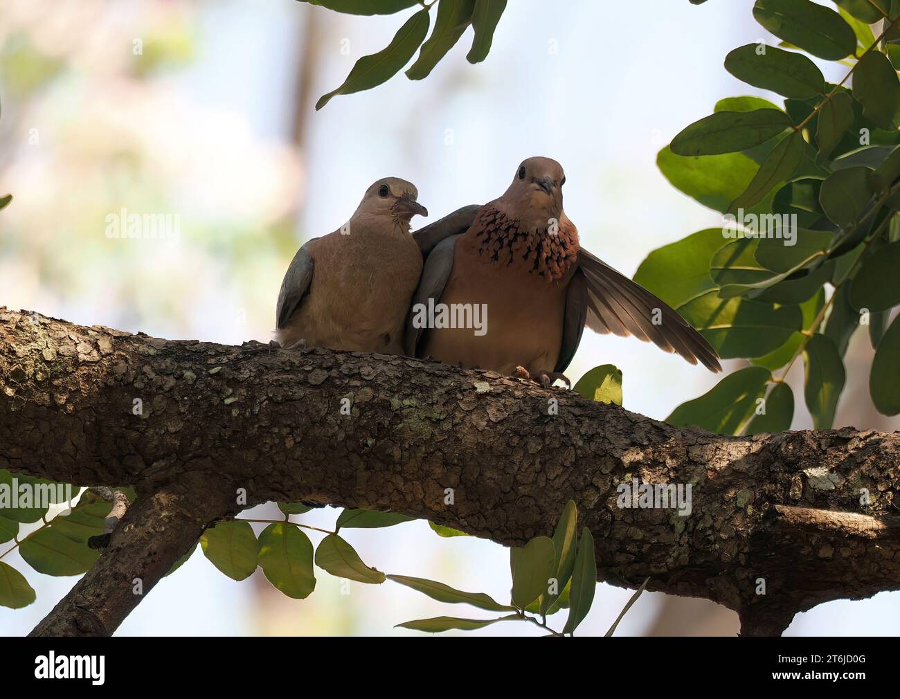 Laughing dove, palm dove, Senegal dove, Palmtaube, Tourterelle maillée ...