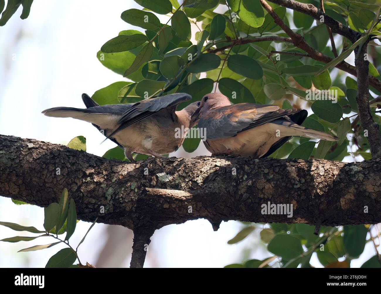 Laughing dove, palm dove, Senegal dove, Palmtaube, Tourterelle maillée ...