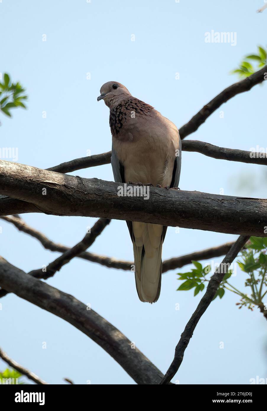 Laughing dove, palm dove, Senegal dove, Palmtaube, Tourterelle maillée ...