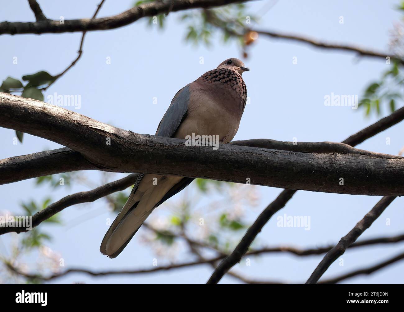 Laughing dove, palm dove, Senegal dove, Palmtaube, Tourterelle maillée ...