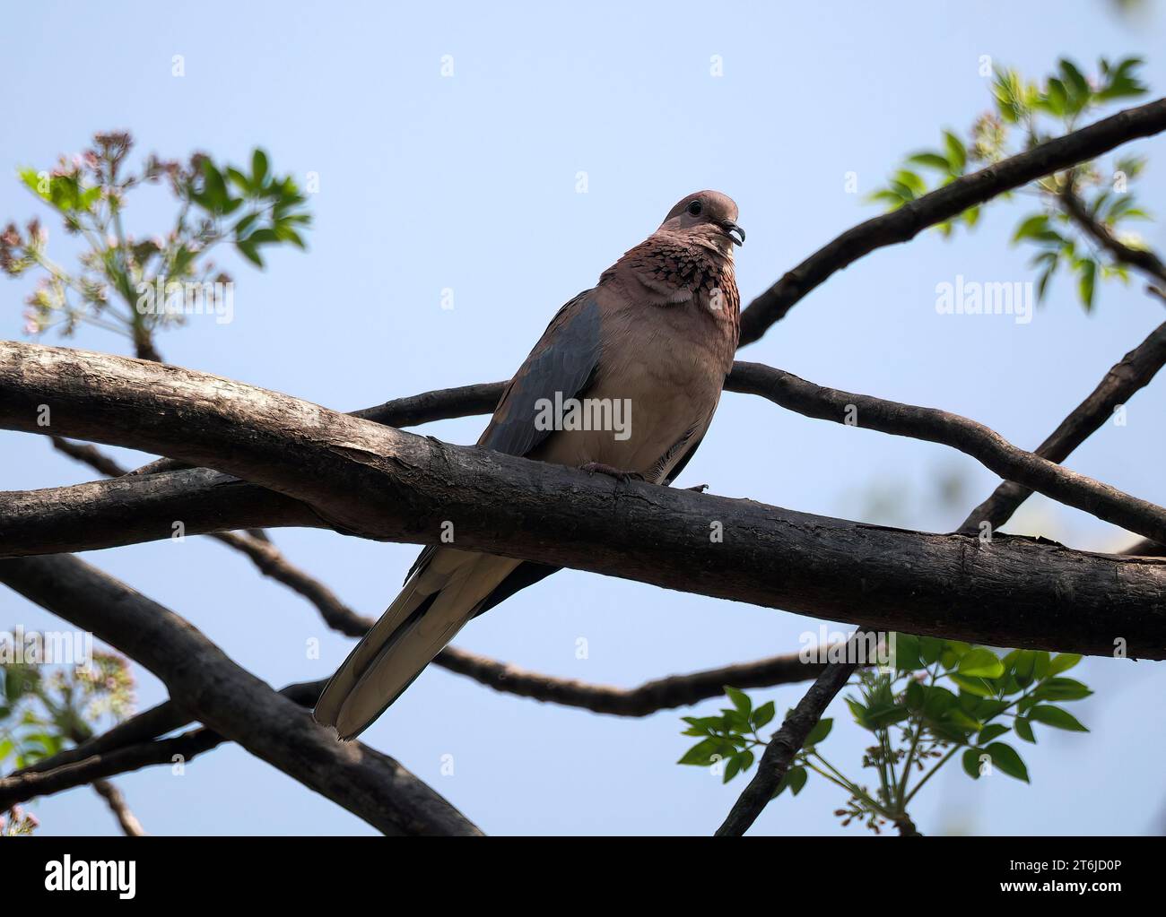 Laughing dove, palm dove, Senegal dove, Palmtaube, Tourterelle maillée ...