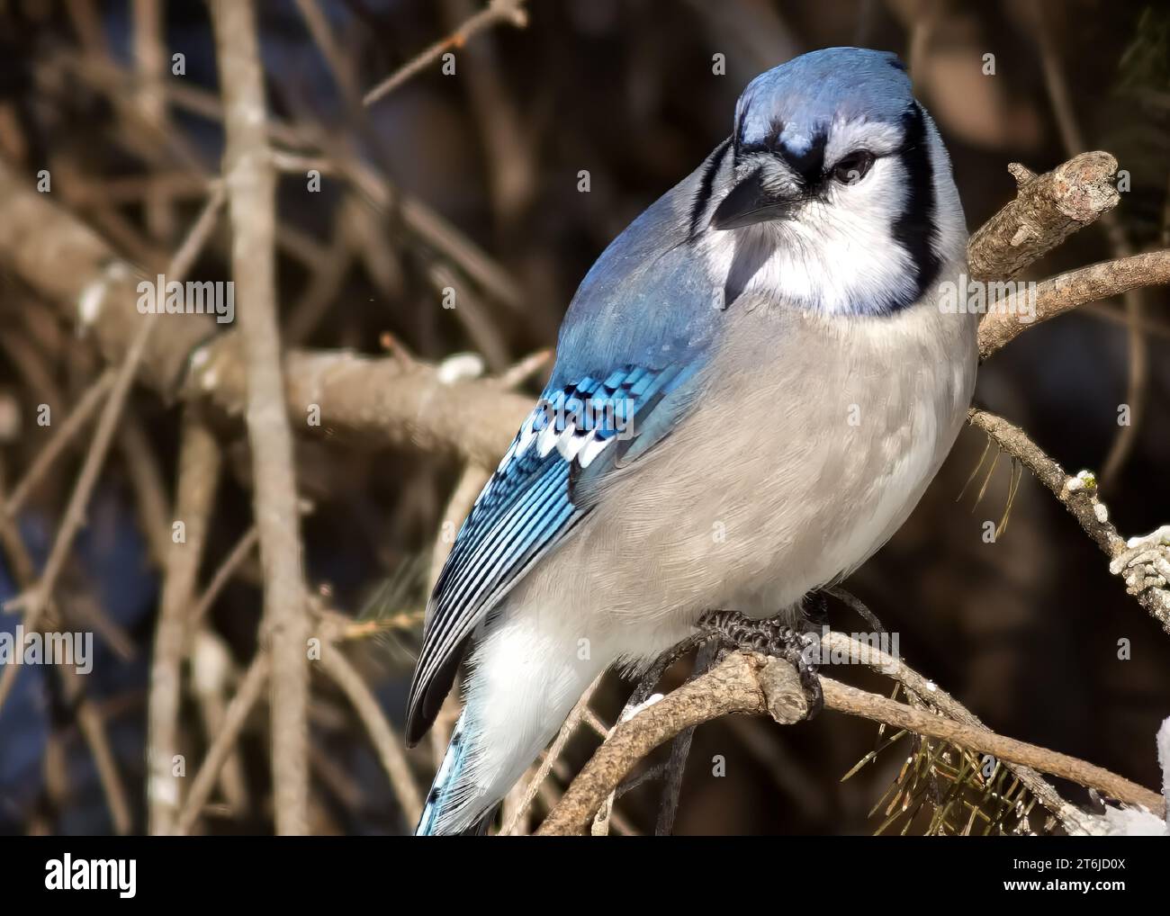 Close up of Blue Jay (Cyanocitta cristata) perched on a pine bough in ...