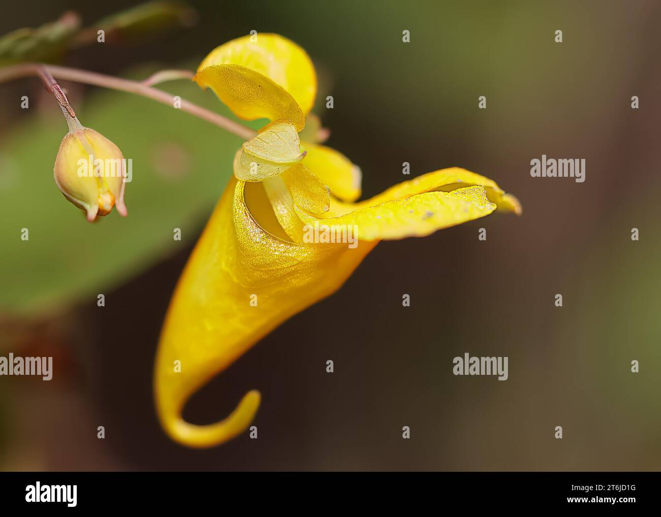 Close up of Pale Touch Me Not (Impatiens capensis) wildflower orange ...