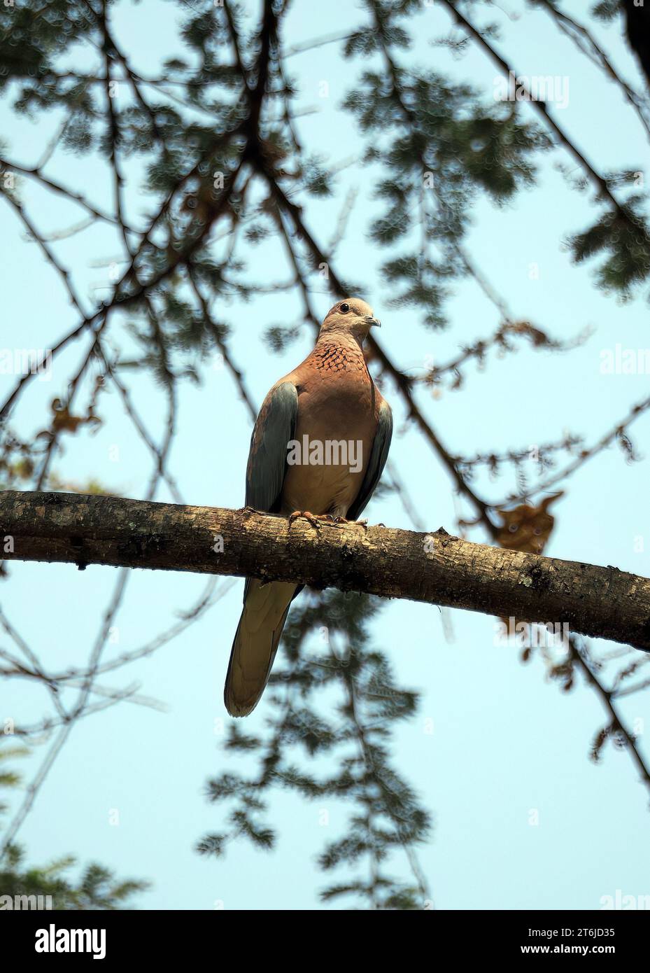 Laughing dove, palm dove, Senegal dove, Palmtaube, Tourterelle maillée ...