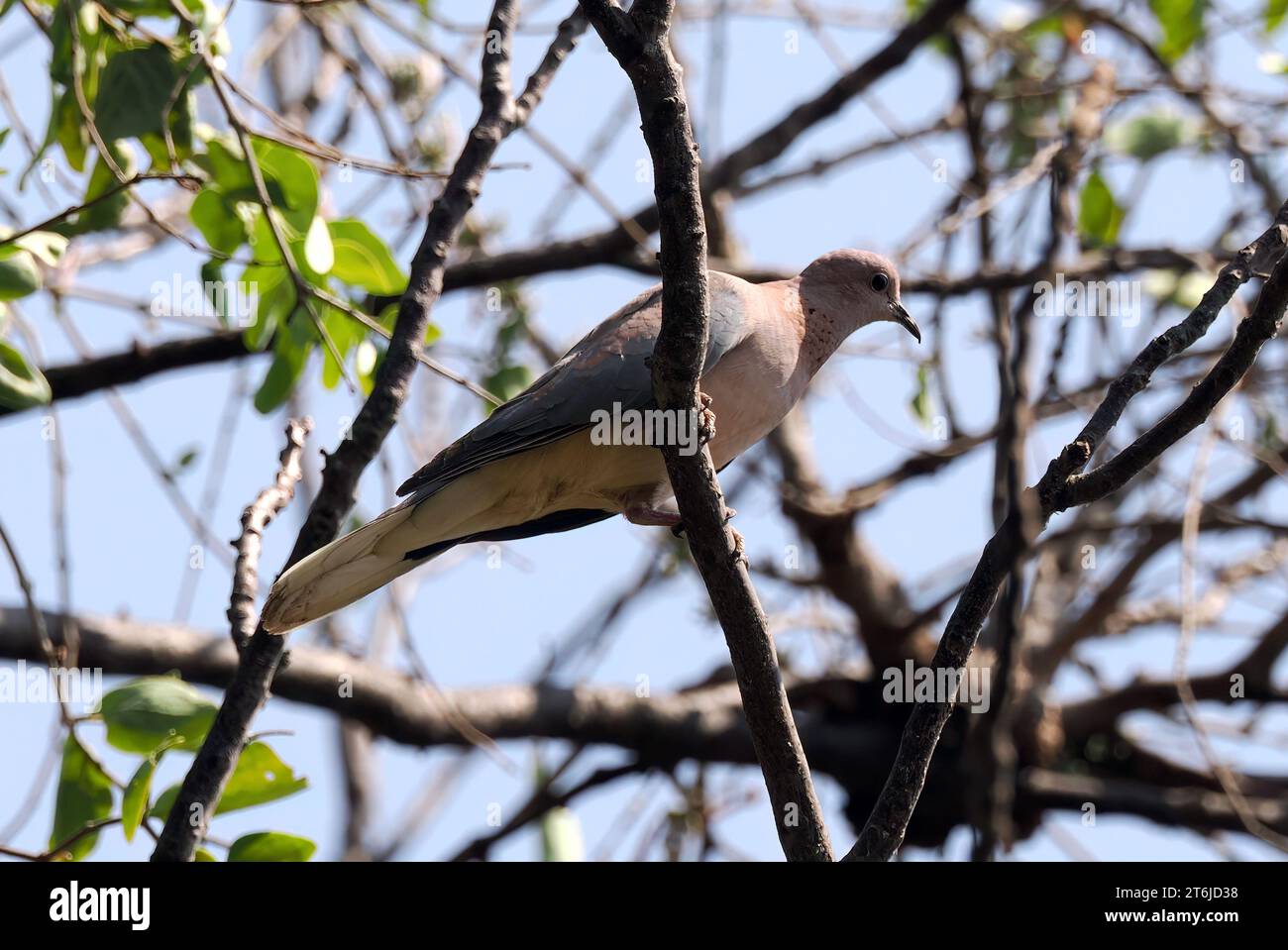 Laughing dove, palm dove, Senegal dove, Palmtaube, Tourterelle maillée ...
