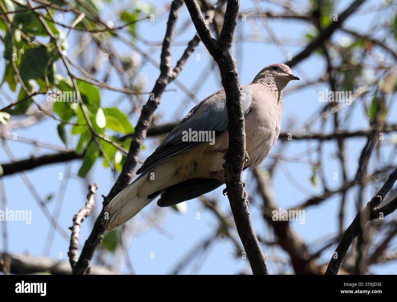 Laughing dove, palm dove, Senegal dove, Palmtaube, Tourterelle maillée ...