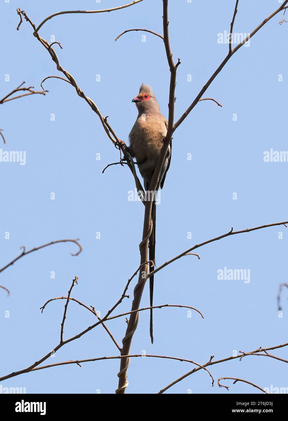 Red-faced mousebird, Rotzügel-Mausvogel, Coliou quiriva, Urocolius ...
