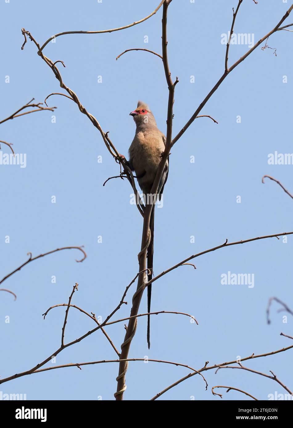 Red-faced mousebird, Rotzügel-Mausvogel, Coliou quiriva, Urocolius ...