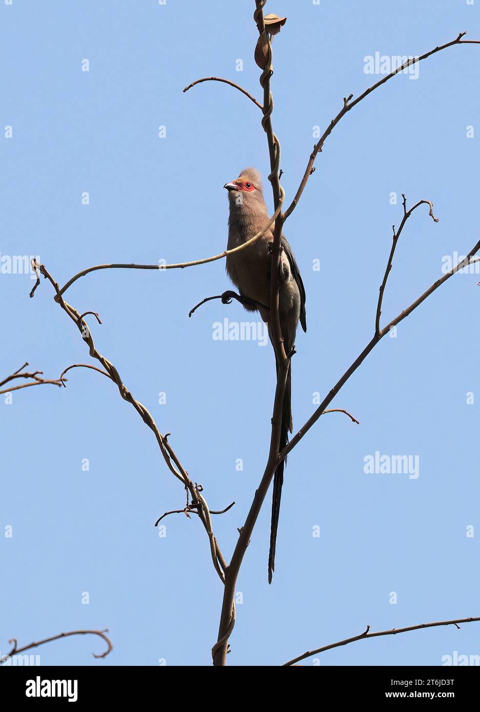 Red-faced mousebird, Rotzügel-Mausvogel, Coliou quiriva, Urocolius ...