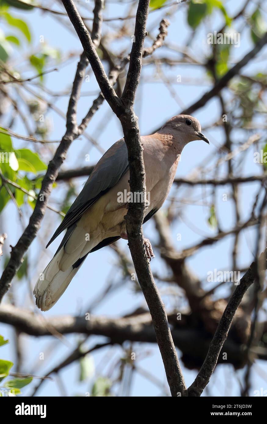 Laughing dove, palm dove, Senegal dove, Palmtaube, Tourterelle maillée ...