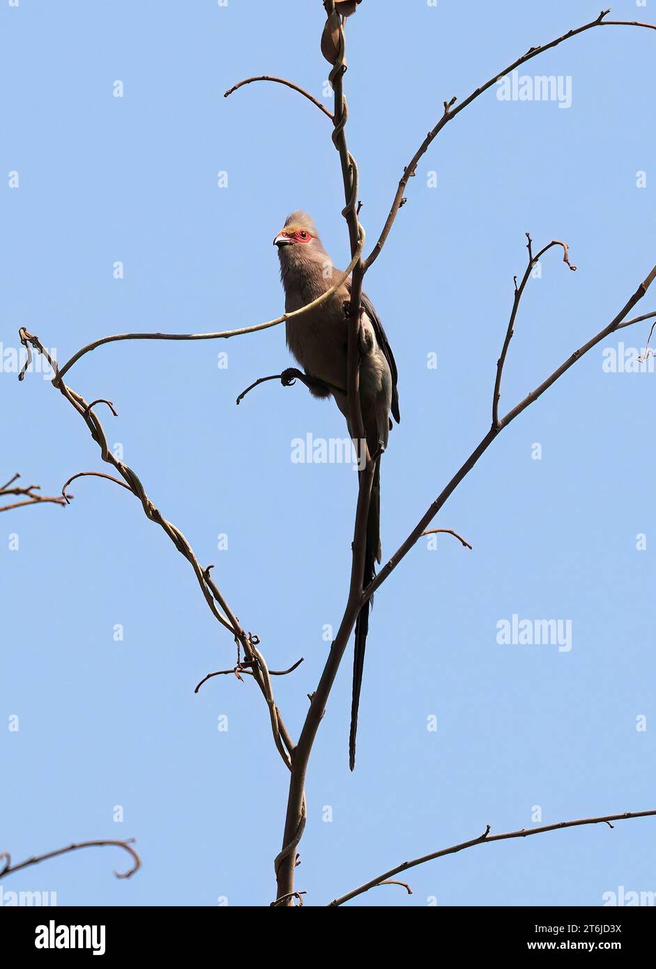 Red-faced mousebird, Rotzügel-Mausvogel, Coliou quiriva, Urocolius ...