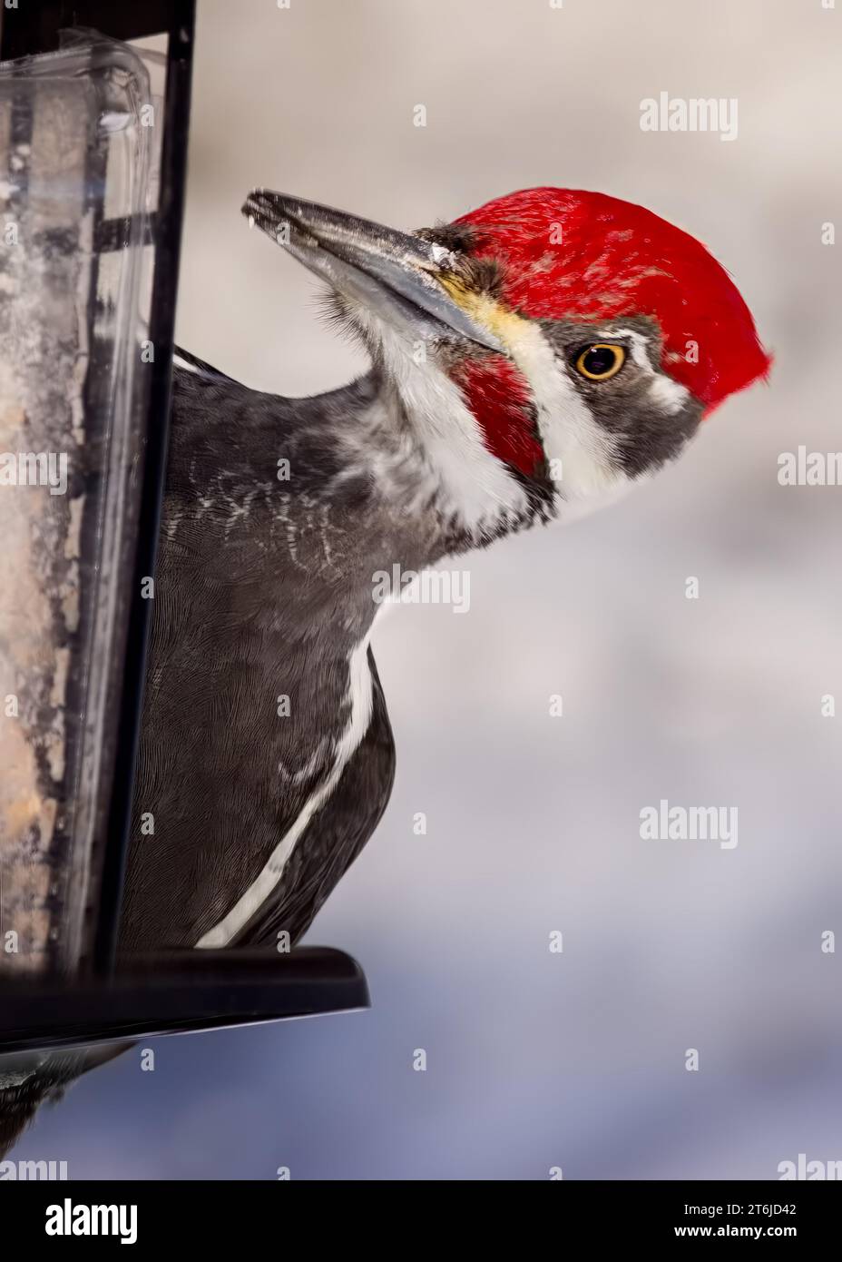 Pileated woodpeckers hi-res stock photography and images - Alamy