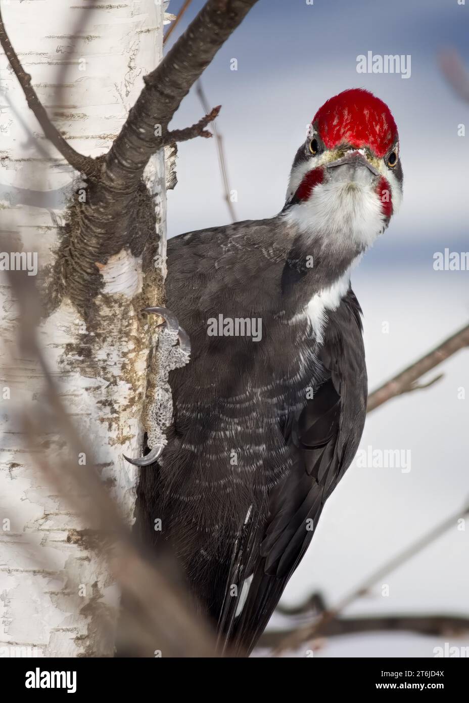 Pileated woodpeckers hi-res stock photography and images - Alamy