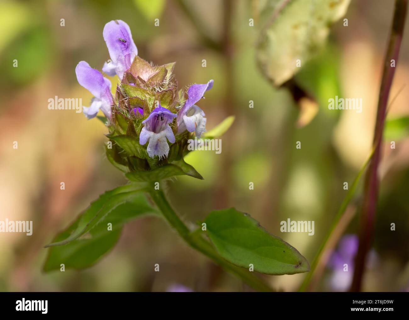 lose up of Self heal plant (Prunella vulgaris) purple wildflower ...
