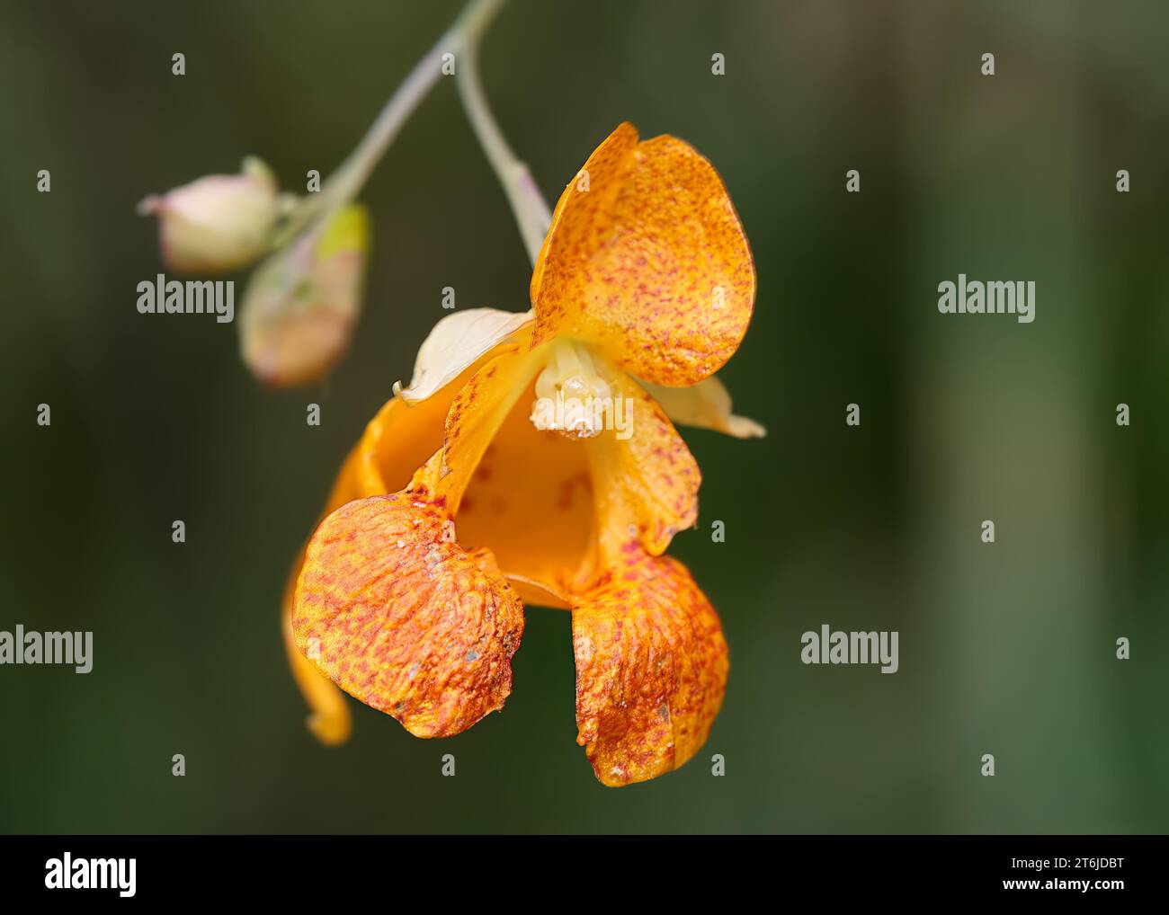 Close up macro of a Spotted Touch me not (Impatiens capensis ...