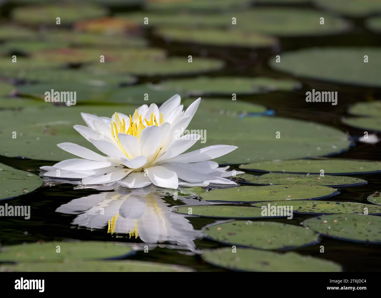 Pretty Water Lily (Nymphaeaceae) wildflower white blossom reflection ...