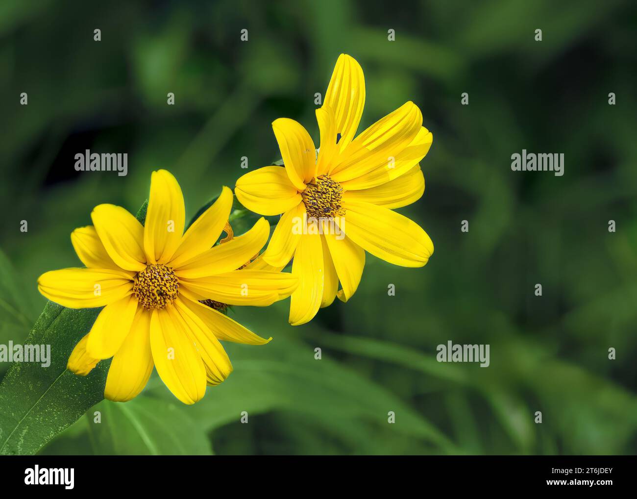 Close up Woodland Sunflower (Helianthus divaricatus) wildflower yellow ...