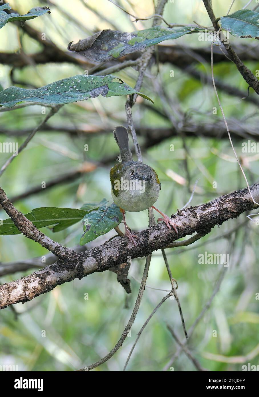 Camaroptere a dos gris hi-res stock photography and images - Alamy