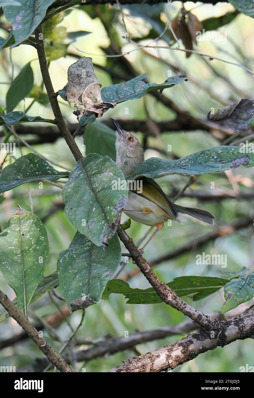 Camaroptere a dos gris hi-res stock photography and images - Alamy