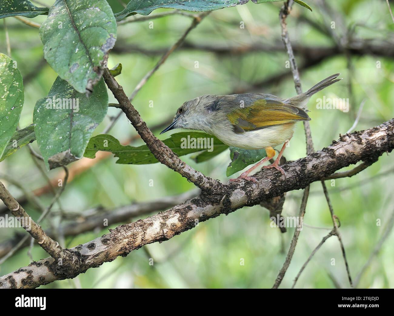 Camaroptere a dos gris hi-res stock photography and images - Alamy