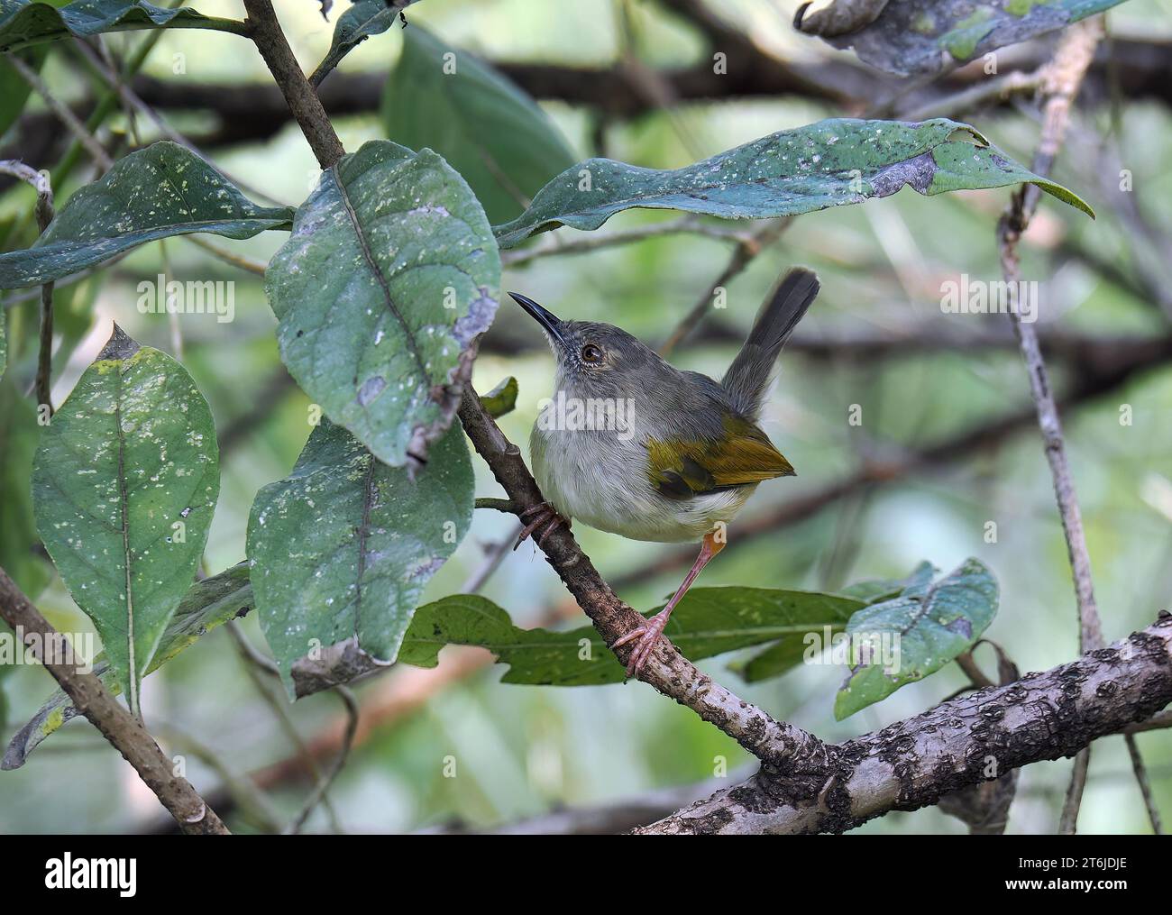 Camaroptere a dos gris hi-res stock photography and images - Alamy