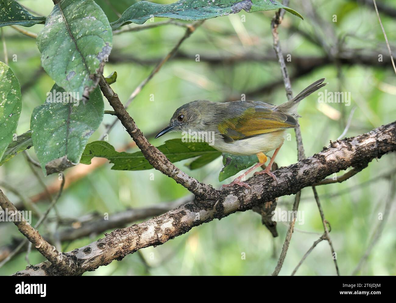 Camaroptere a dos gris hi-res stock photography and images - Alamy