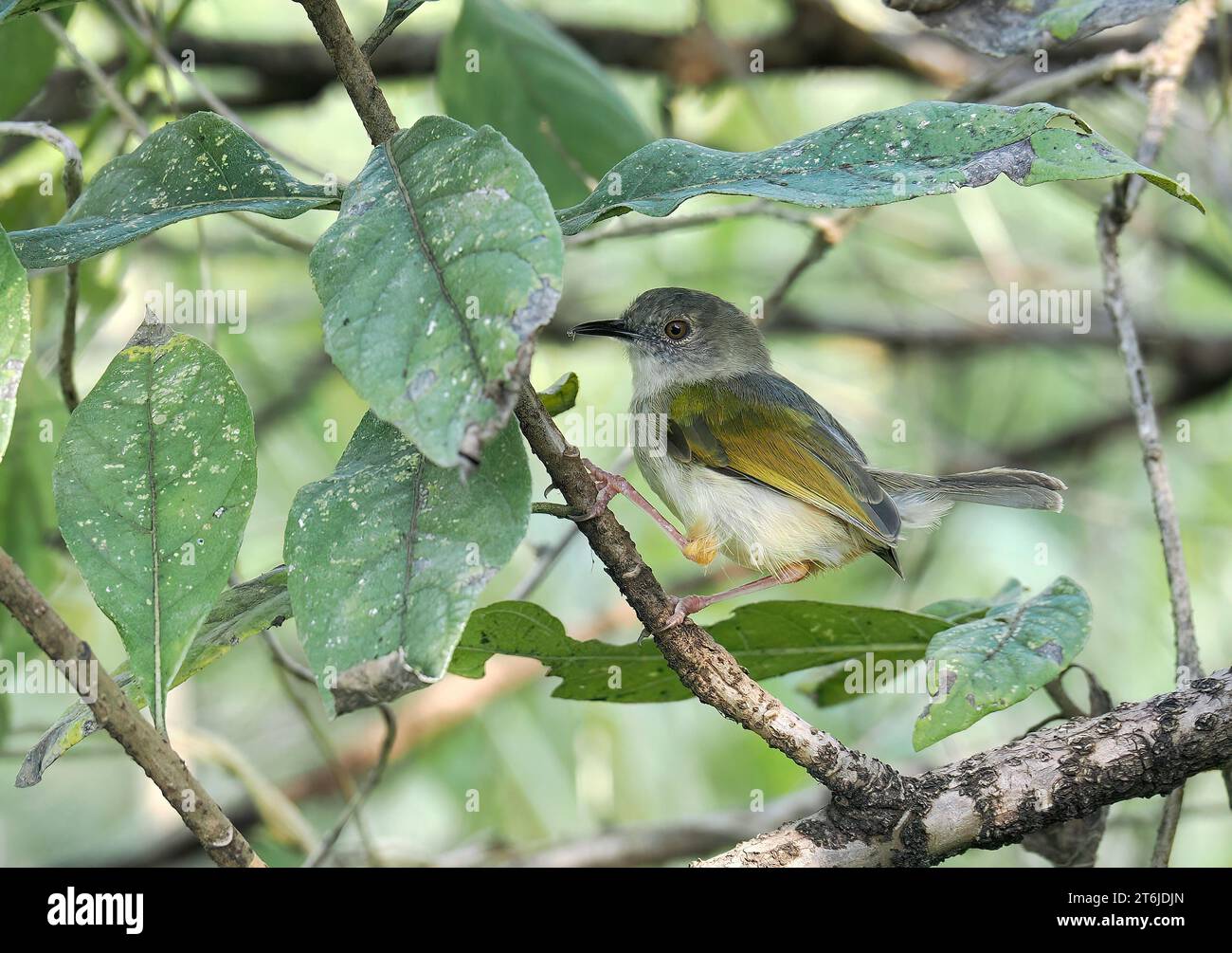 Camaroptere a dos gris hi-res stock photography and images - Alamy