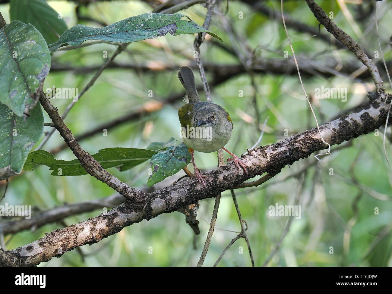 Green-backed camaroptera, Camaroptère à tête grise, Camaroptera ...