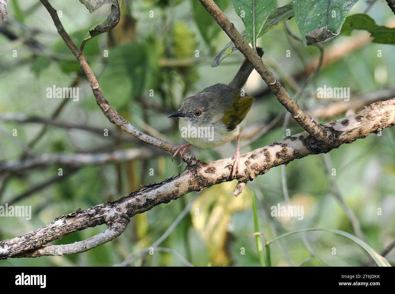 Camaroptere a dos gris hi-res stock photography and images - Alamy