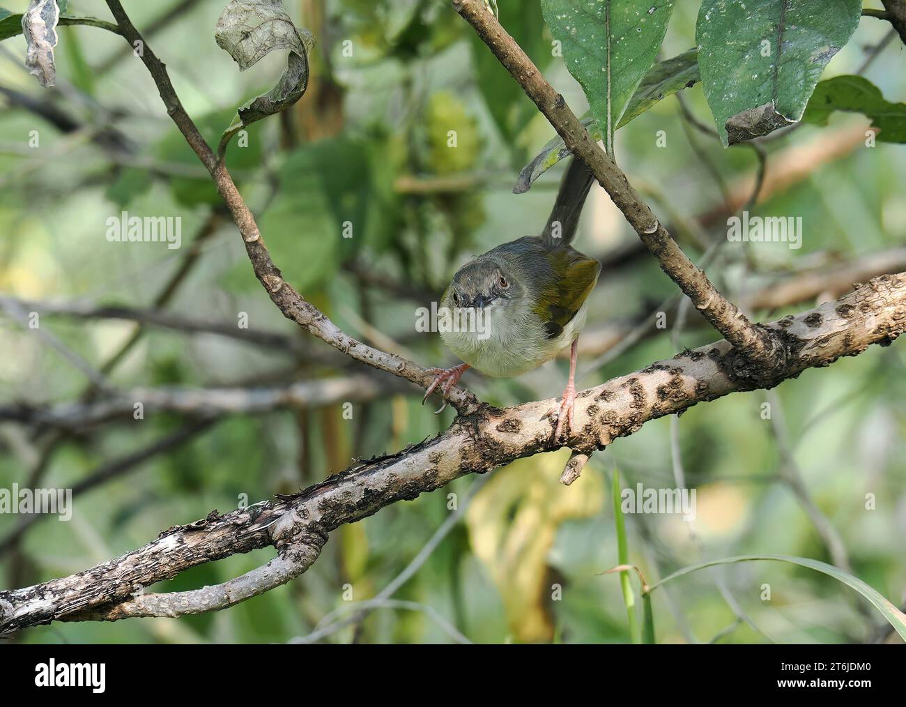 Camaroptere a dos gris hi-res stock photography and images - Alamy