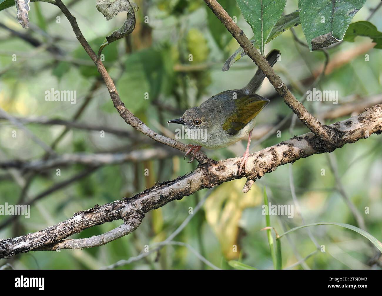 Green-backed camaroptera, Camaroptère à tête grise, Camaroptera ...