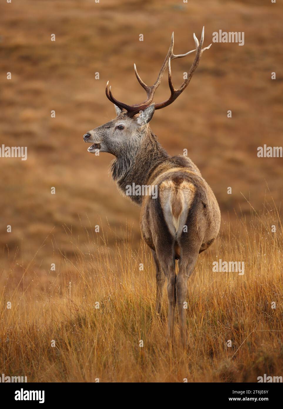 Wild Red Deer Stag in the Scottish Highlands Stock Photo - Alamy
