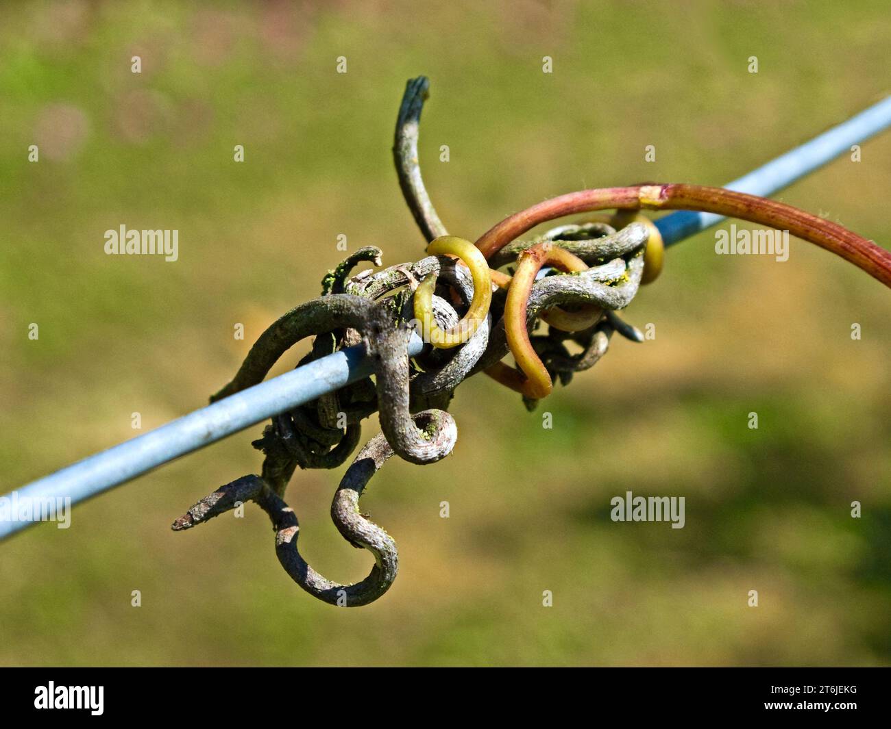 Close-up of climbing tendril of grapevine around a steel wire among old ...