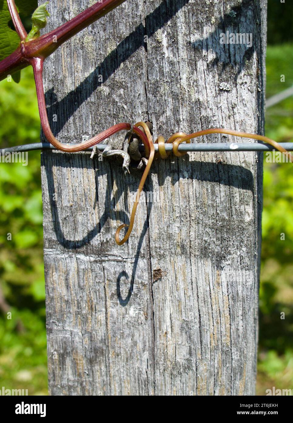 Grape vine pole hi-res stock photography and images - Alamy