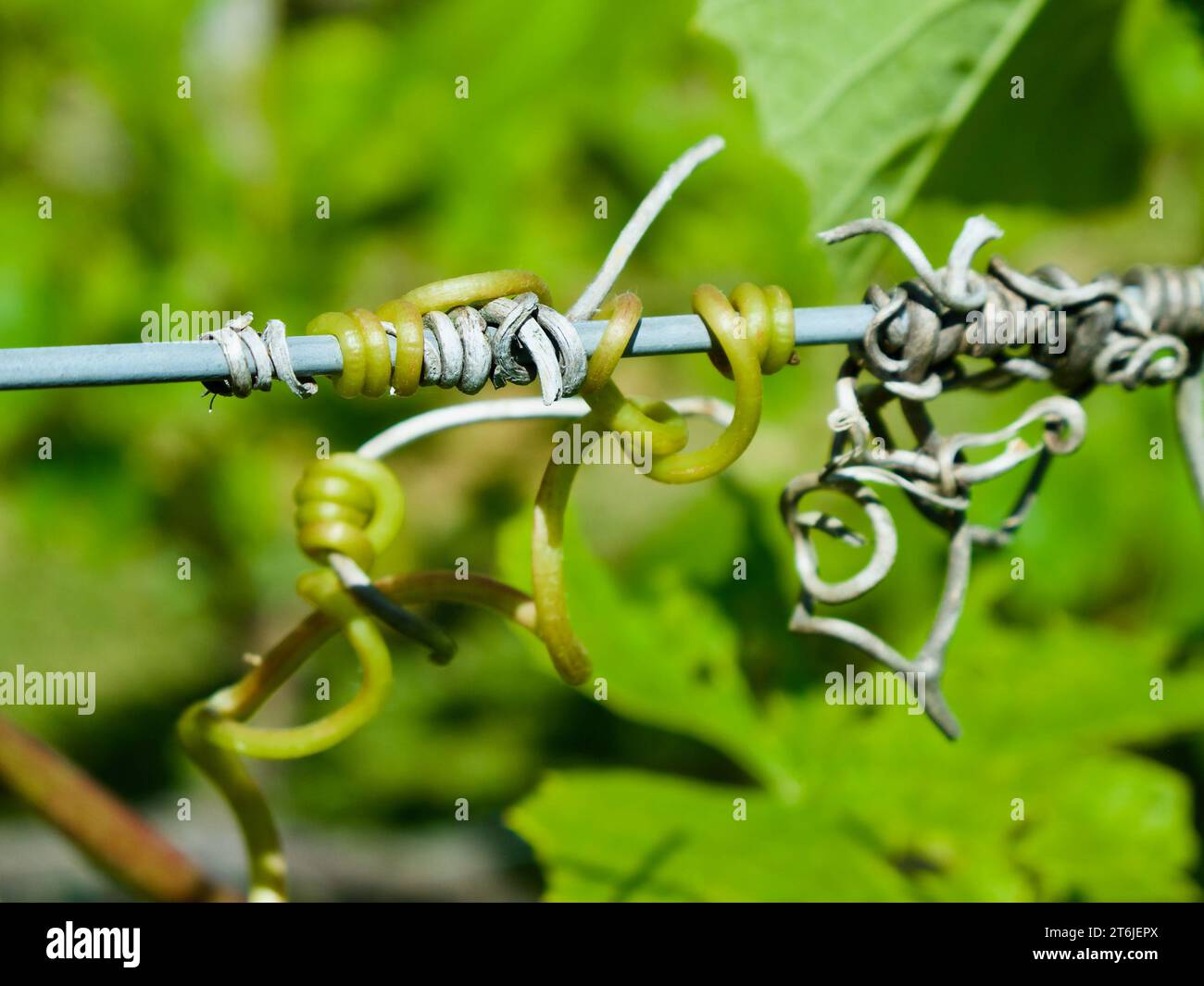 Close-up of climbing tendril of grapevine around a steel wire among old ...