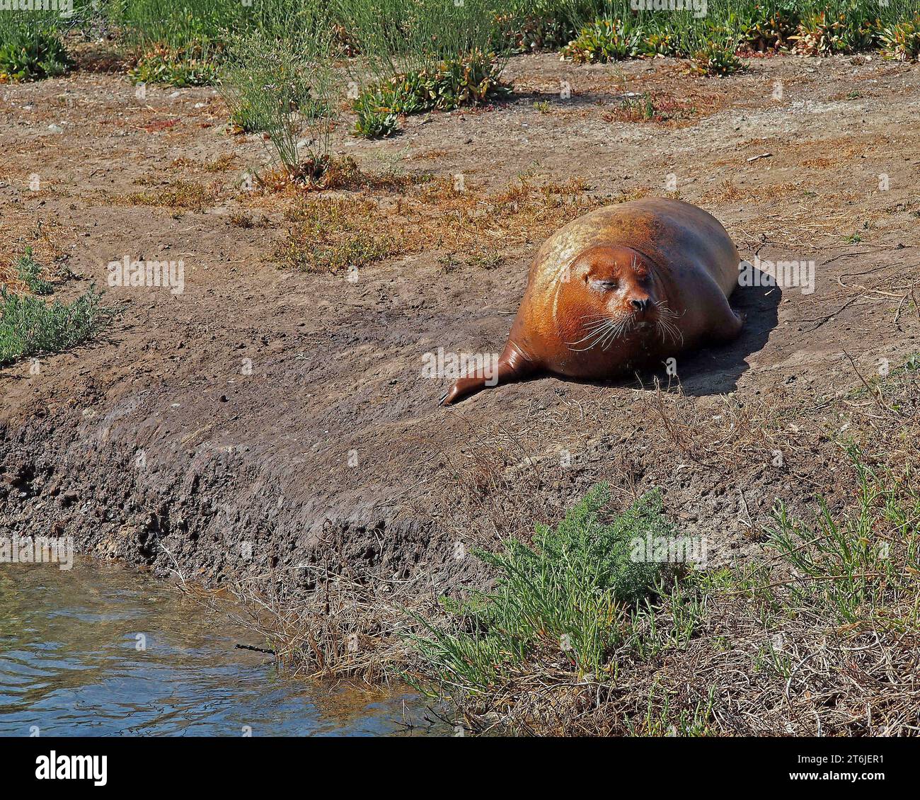 seal resting along the San Francisco Bay, California Stock Photo - Alamy
