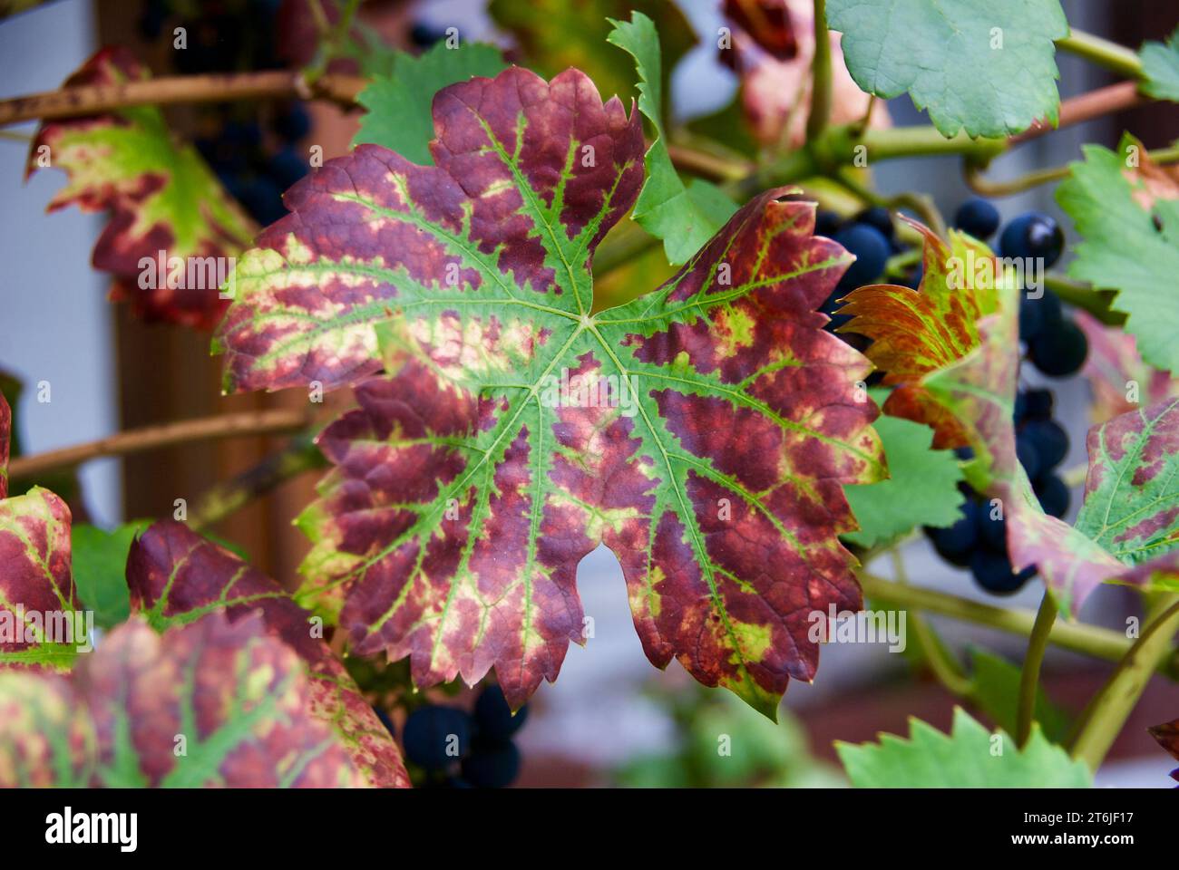 Green marbled texture blue veins hi-res stock photography and images ...