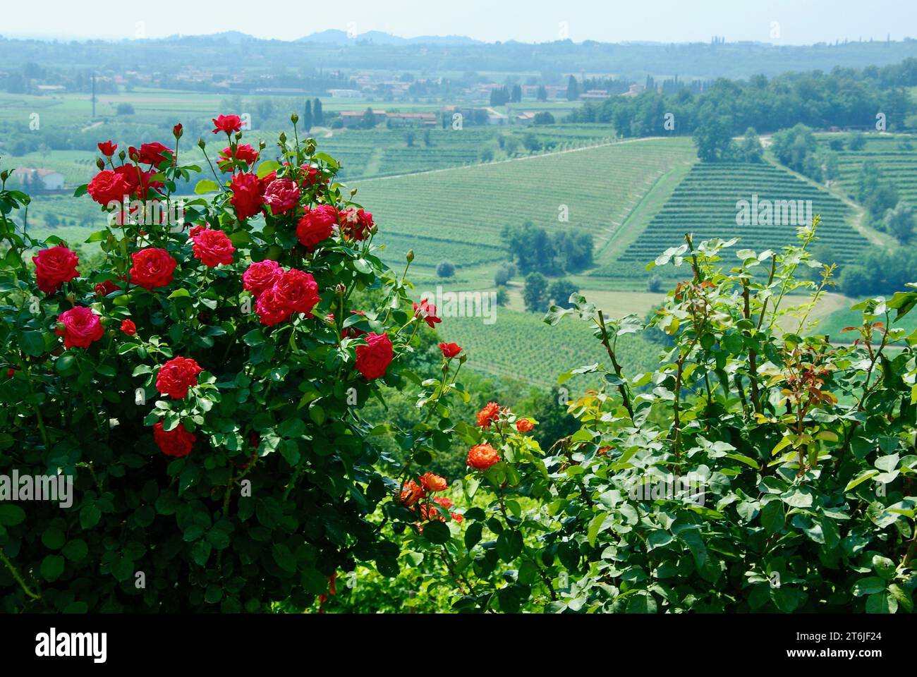 Plant with red roses growing on a vineyard with a view over an Italian ...