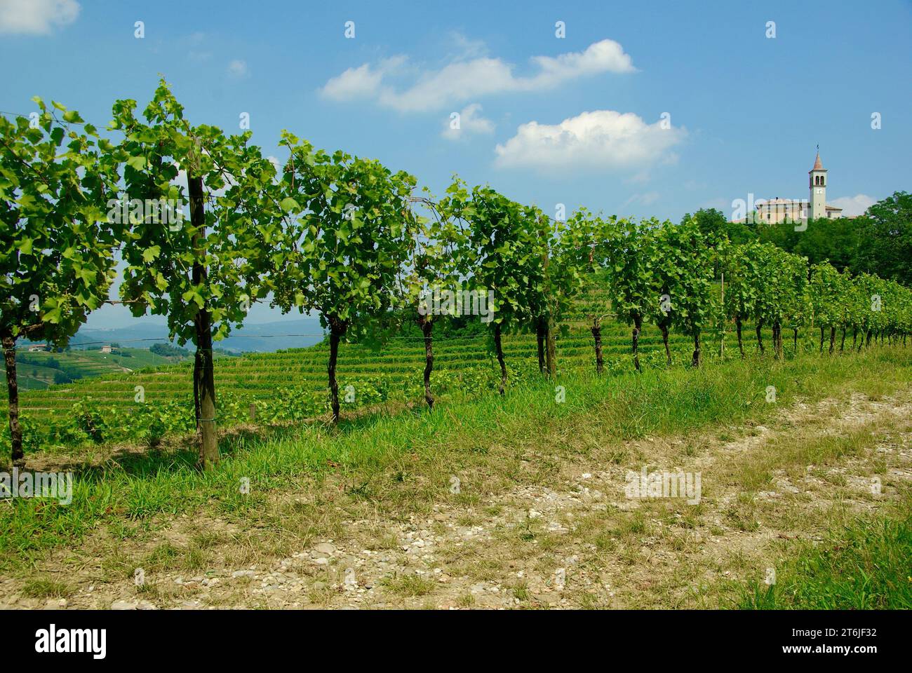 Agricultural landscape with vine plants in a row on a vineyard at a ...