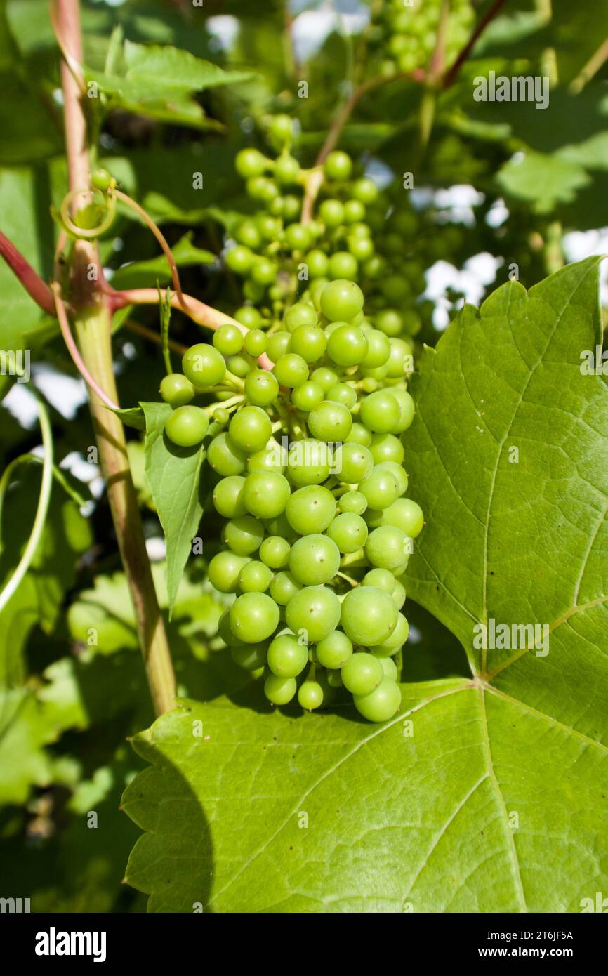 Grape vine vine vitis vinifera climbing hi-res stock photography and ...