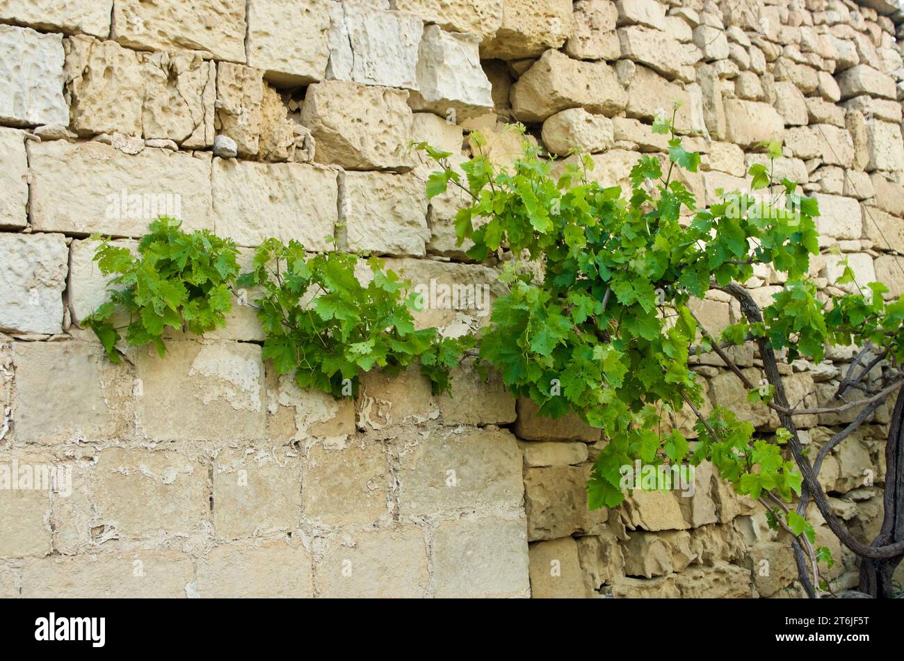 Green vine plant with branches climbing on a building with stone walls ...